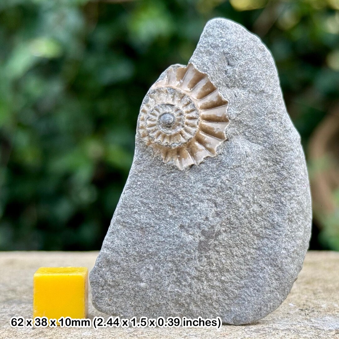 Promicroceras Ammonite Fossil Impression | Jurassic Black Ven Marls ...