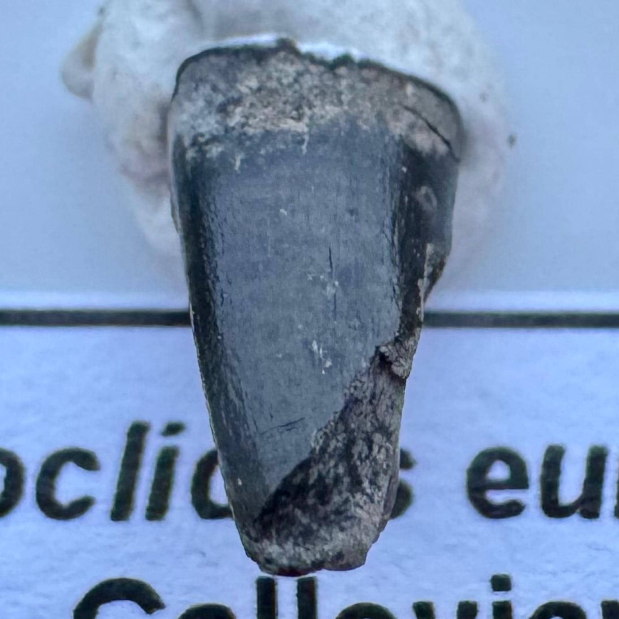 Rare Plesiosaur Tooth Fossil (cryptoclidus Eurymerus), Jurassic Era ...