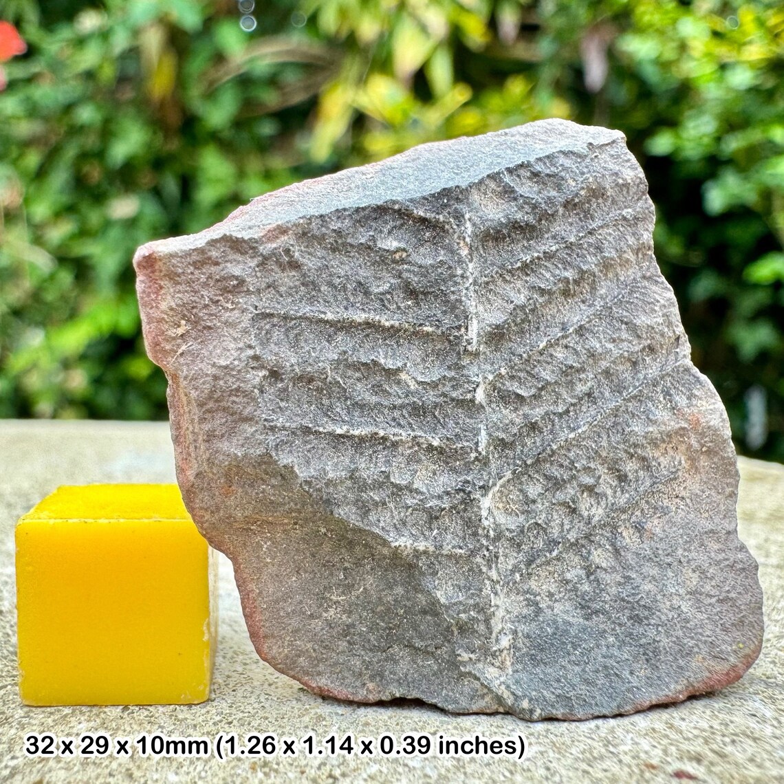 Rare Fossil Fern Leaf Coal Measures, Carboniferous: Radstock, Somerset ...