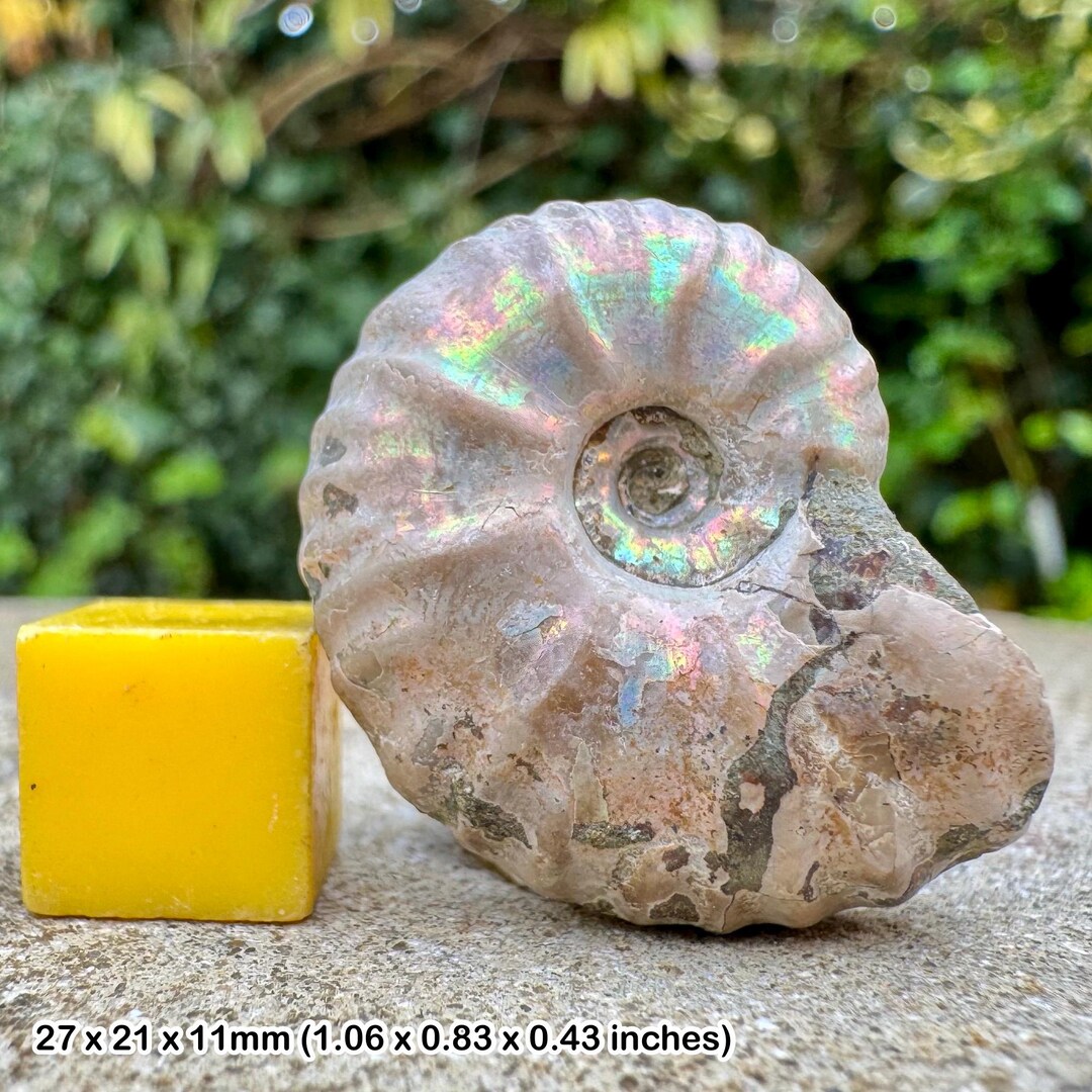 Uhligella Iridescent Fossil Ammonite Mother of Pearl Shell Albian ...