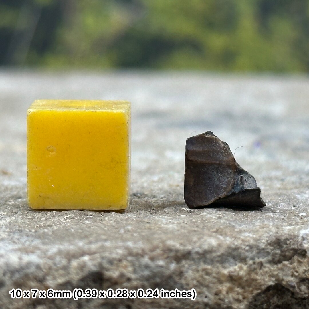 Lambeosaur Dinosaur Tooth Cretaceous Usa Authentic Specimen ...