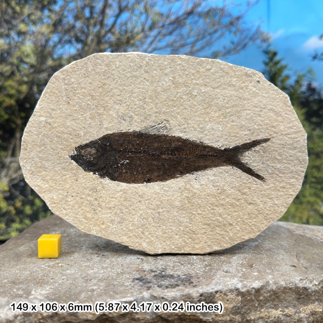Genuine Fossilized Knightia Alta Fish Fossil: Usa Eocene Authentic ...