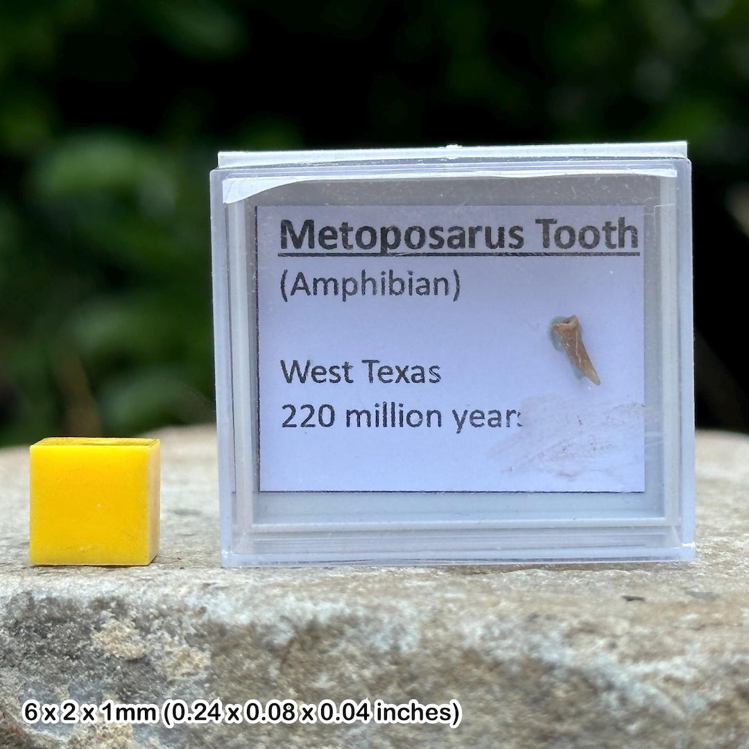 Metoposarus Triassic Fossil Amphibian Tooth Certificated - Etsy