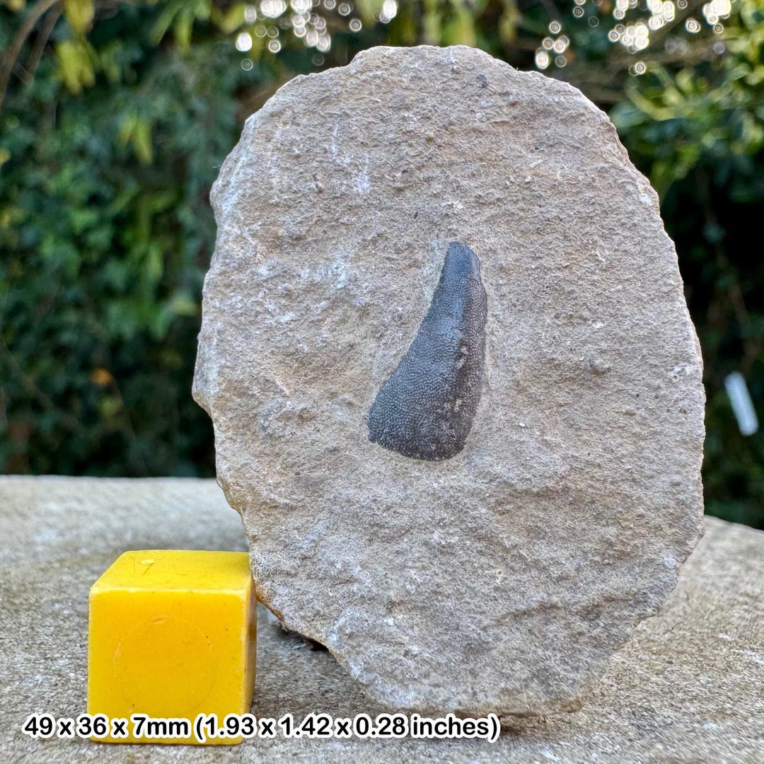 Rare Asteracanthus Magnus Fossil Shark Tooth (hybodontid Shark) – White ...