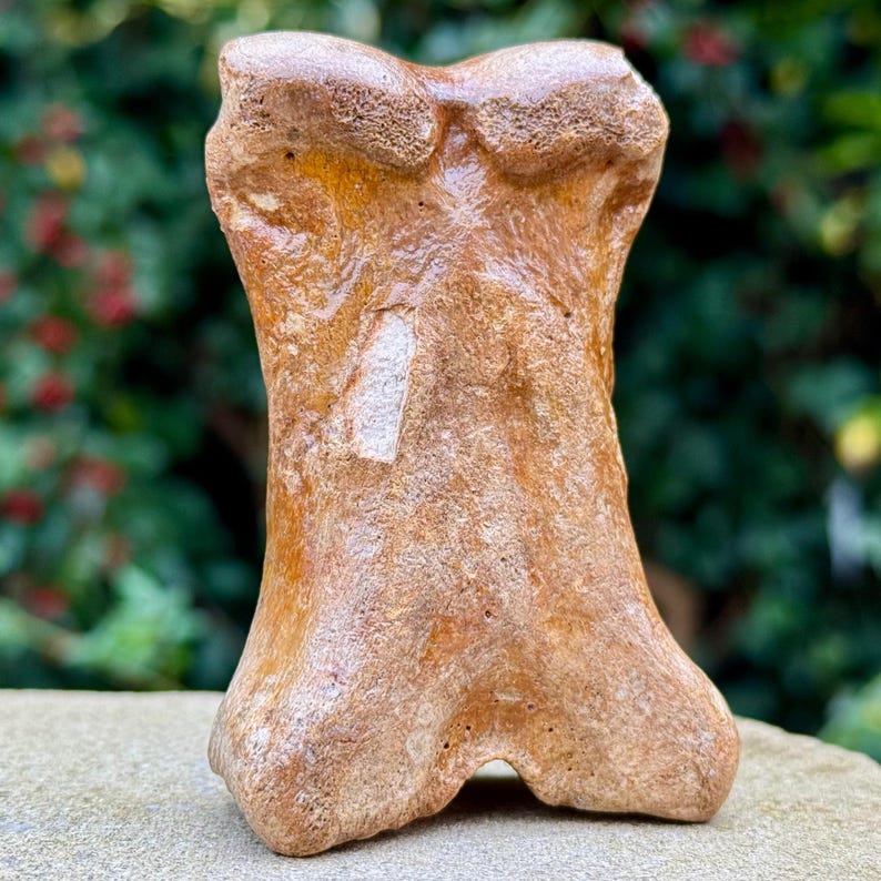 Pleistocene Ice Age Horse Proximal Phalange Fossil toe Bone Genuine ...