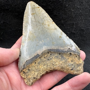 Auténtico diente fósil de tiburón Carcharodon megalodon - Era del ...