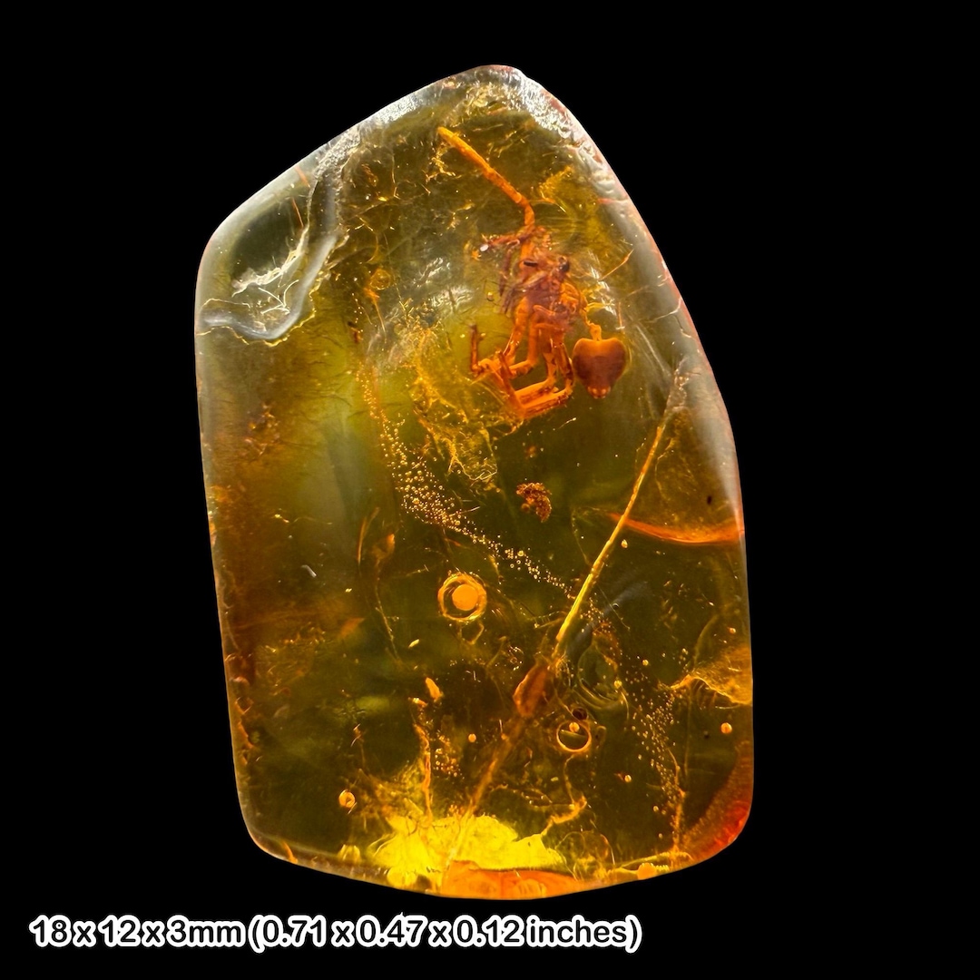 Fossil Amber Inclusion Spider Exuviae Baltic Eocene Araneae Specimen ...