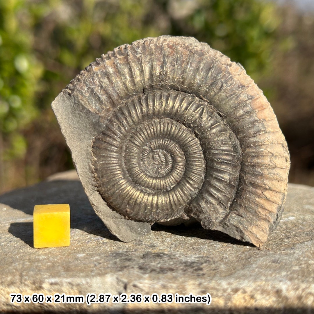 Dactylioceras Commune Ammonite Fossil, Genuine Uk Jurassic Specimen ...