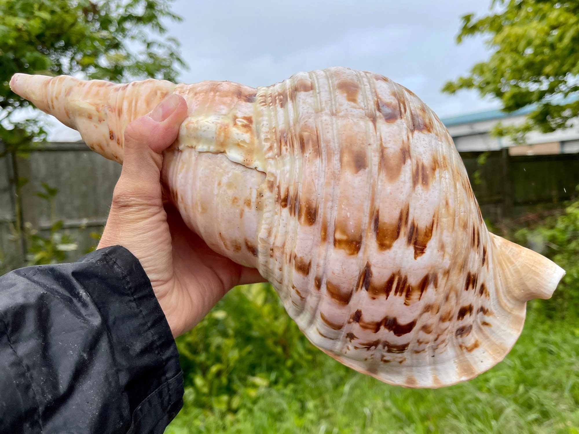 Tonne Giant Sea Snail 100% Genuine Specimen Linne | Etsy