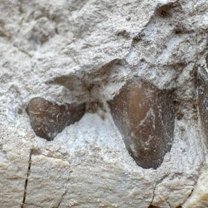 Merycoidodon (oreodon) Fossil Right Lower Jaw – Brule Formation ...