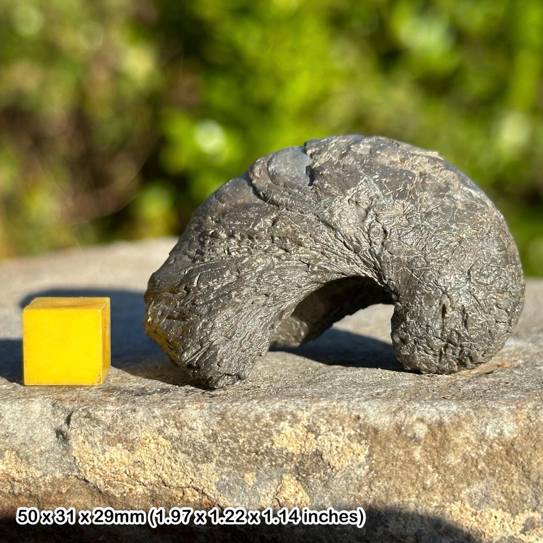 Fossil Gryphaea Bivalve, devil's Toenail an Iconic Fossil From the ...