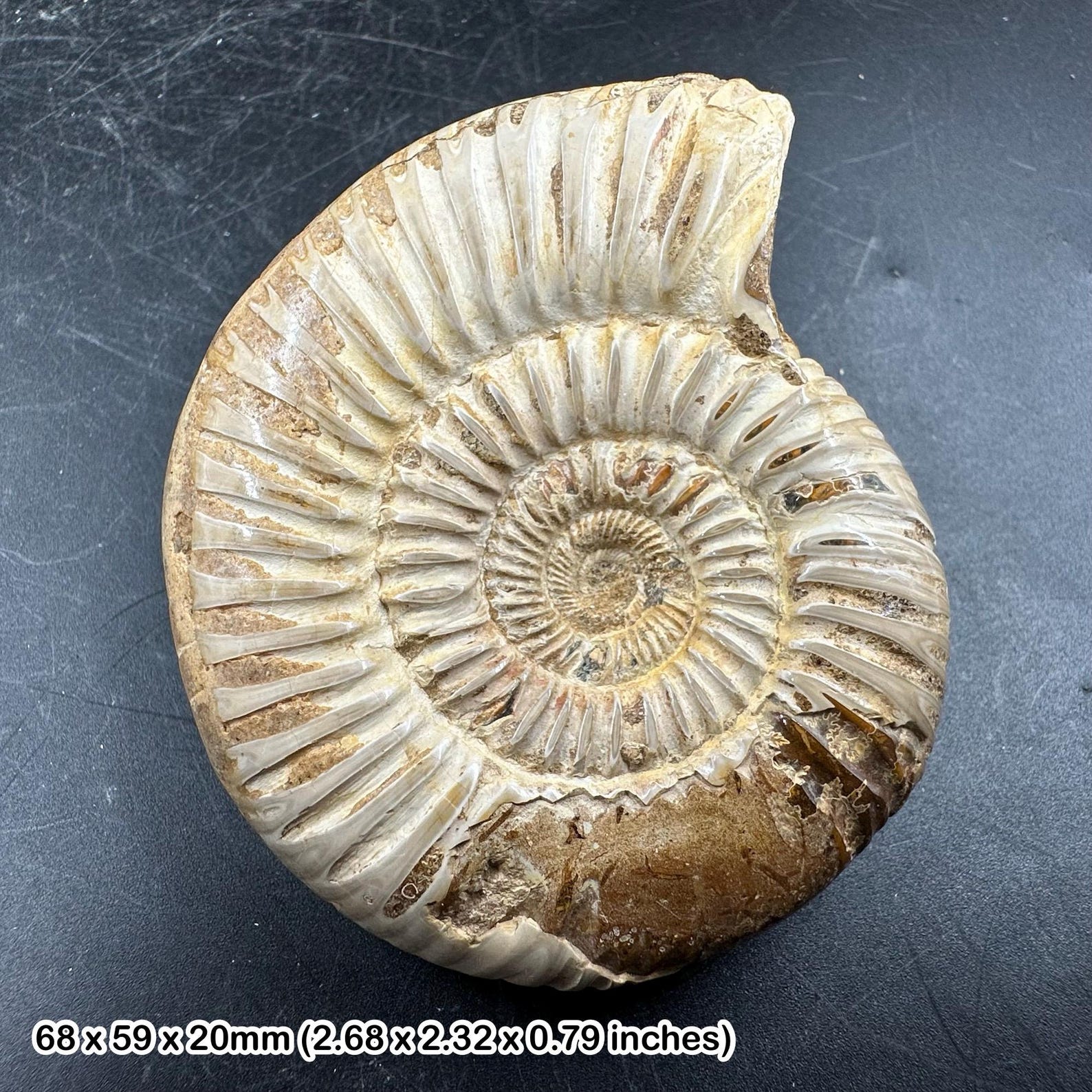 Fossilised Perisphinctes Ammonite, Jurassic, Genuine Fossil - Etsy