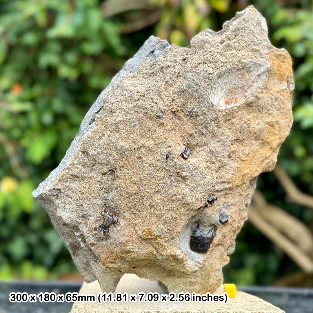 Authentic Fossil Turtle Vertebra & Fish Bone Block Cretaceous Durlston ...