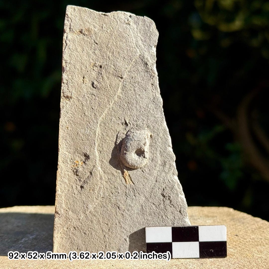 Rare Baculites Fossil Ammonite – Cretaceous, Italy (with COA) - Etsy