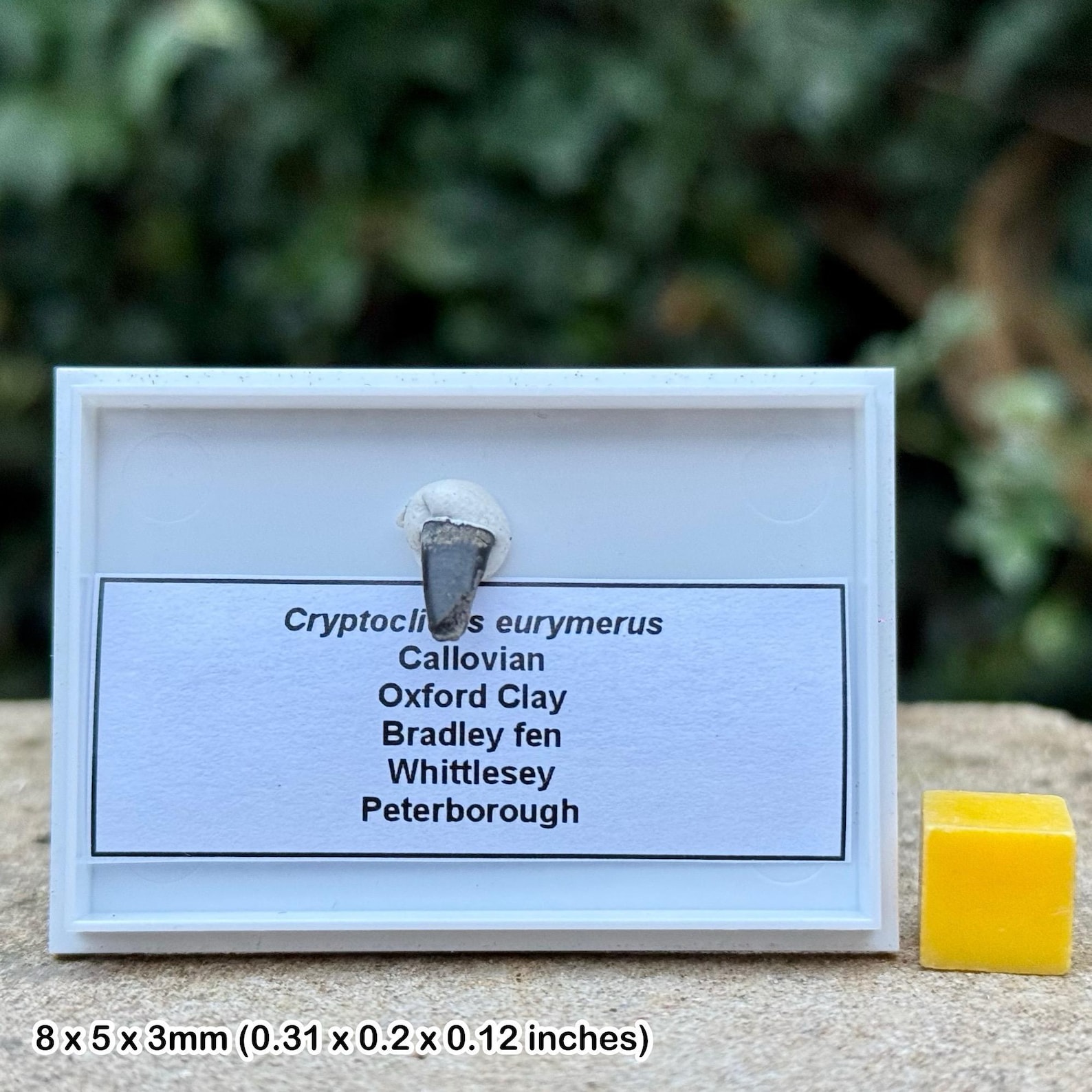 Rare Plesiosaur Tooth Fossil (cryptoclidus Eurymerus), Jurassic Era ...
