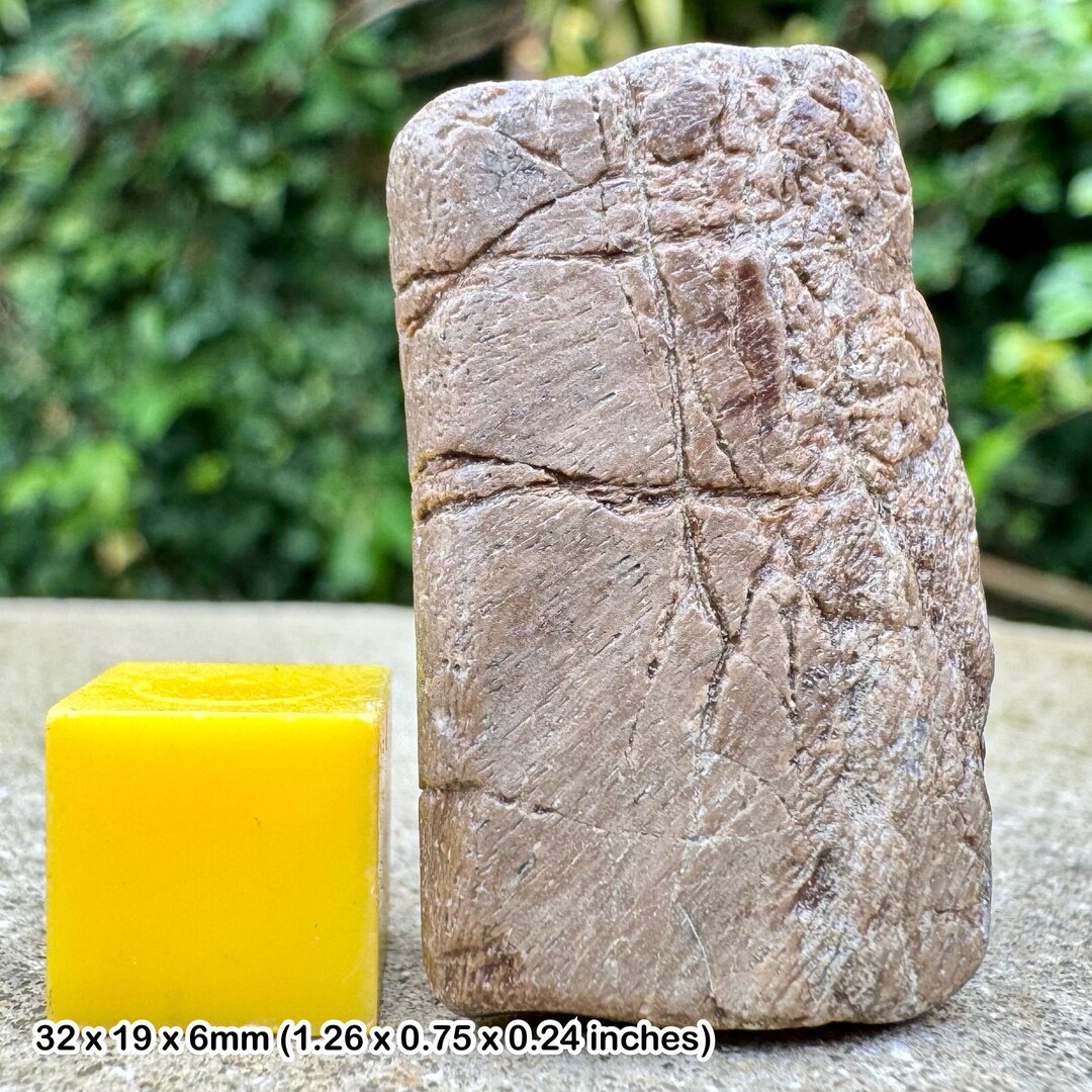 Authentic Pliosaur Fossil Rib Section Kimmeridge Clay Jurassic ...