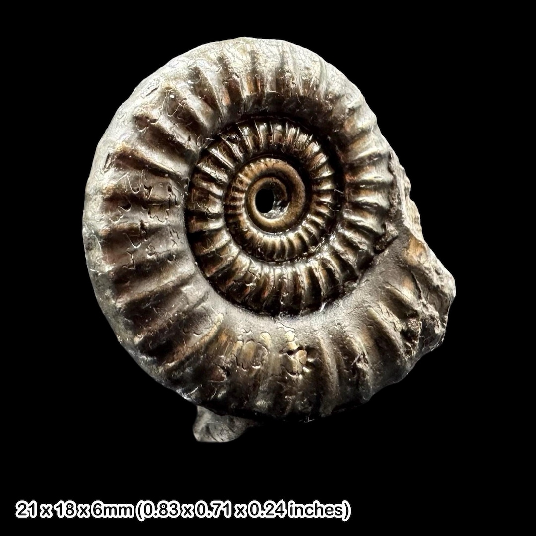 Promicroceras Golden Pyrite Ammonite Fossil Jurassic Coast Dorset Uk ...
