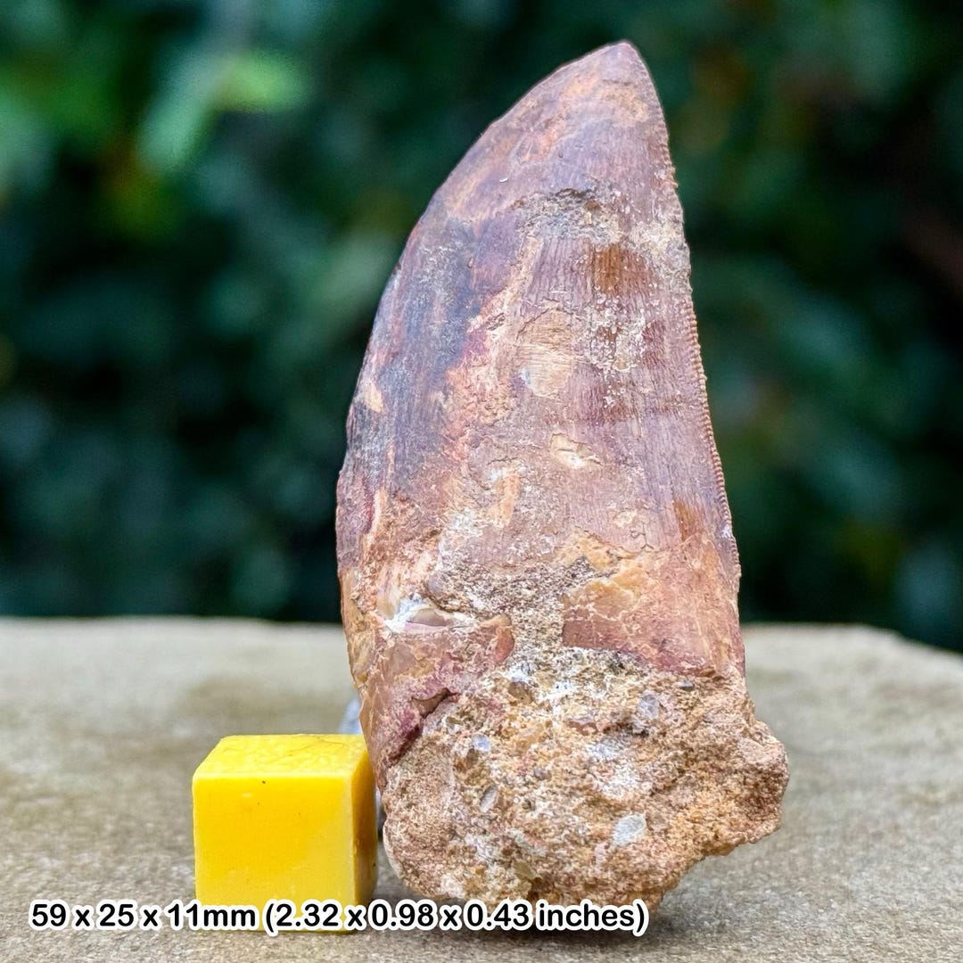 Carcharodontosaurus Dinosaur Tooth Fossil (similar to T-rex ...