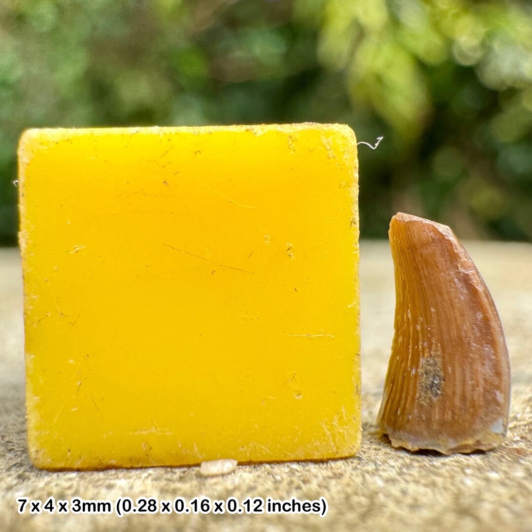 Rare Teleosaurus Fossil Tooth Crocodilian Jurassic Reptile Madagascar ...