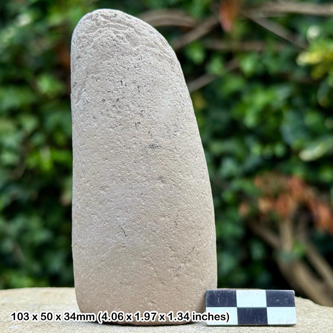 Rare: Crustacean Burrow Trace Fossil – London Clay, Eocene, Hensbrook ...