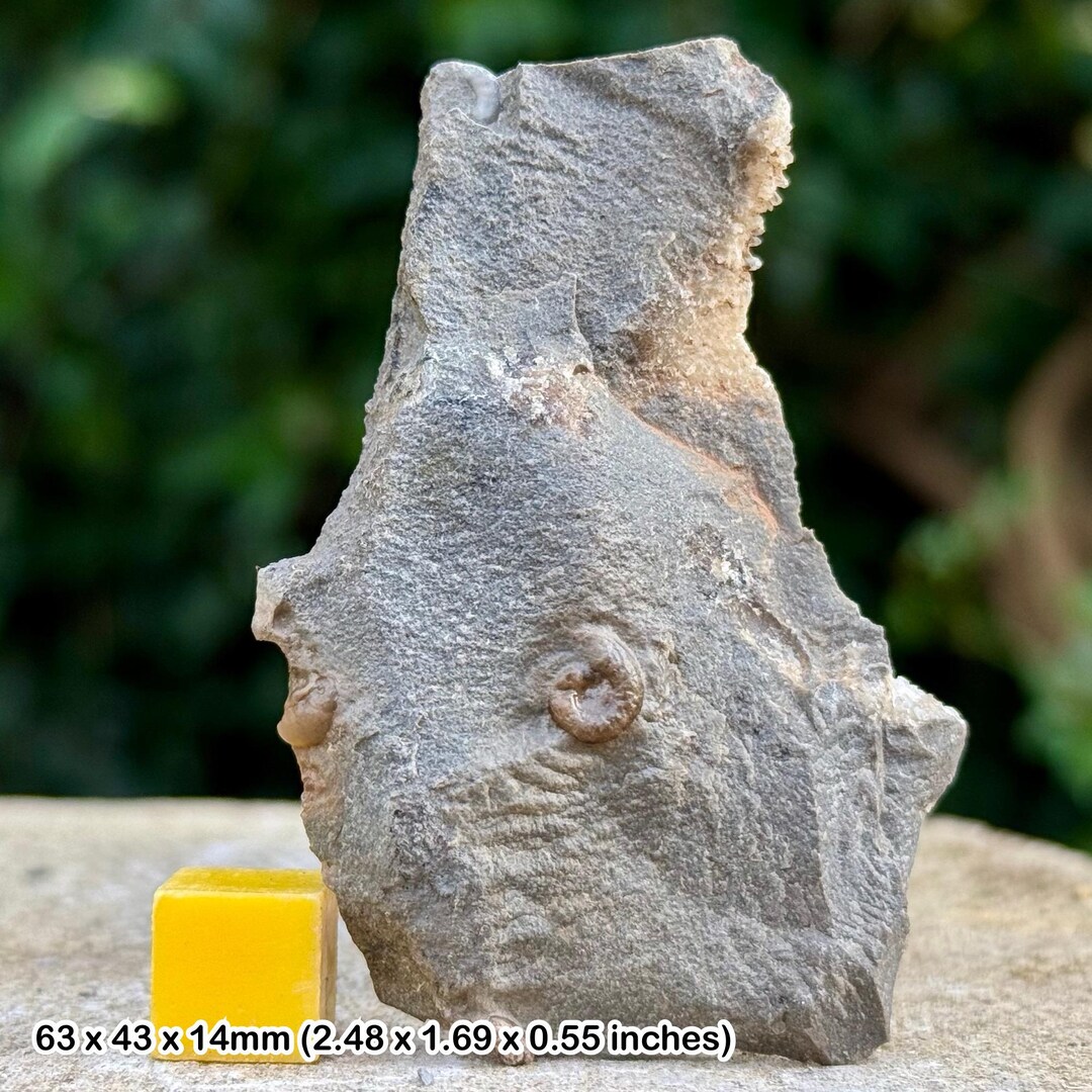 Arnioceras Ammonite Fossil | Jurassic Black Ven Marls Lyme Regis Dorset ...