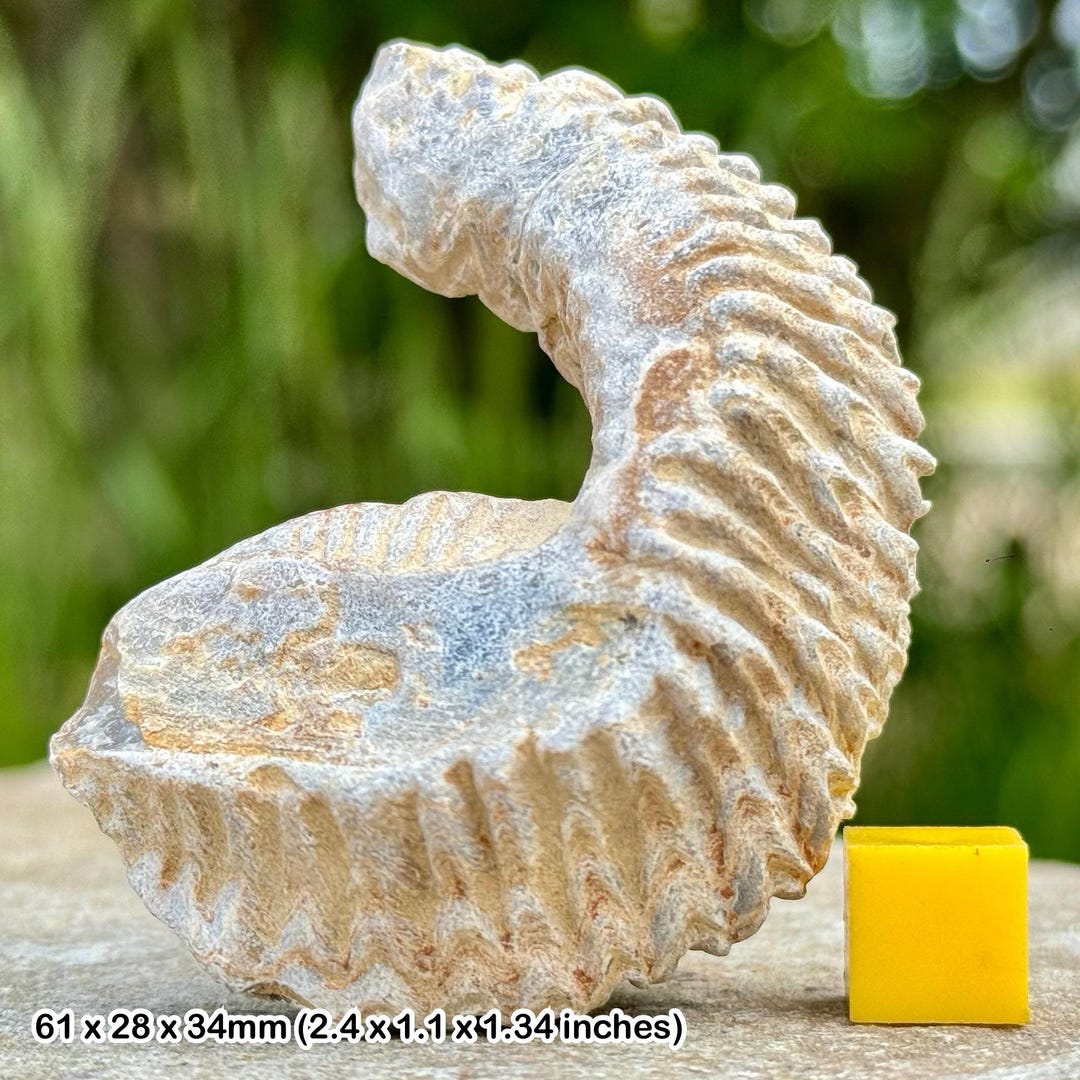 Rastellum Oyster Bivalve Fossil - Unique "fossil Alien" - Etsy