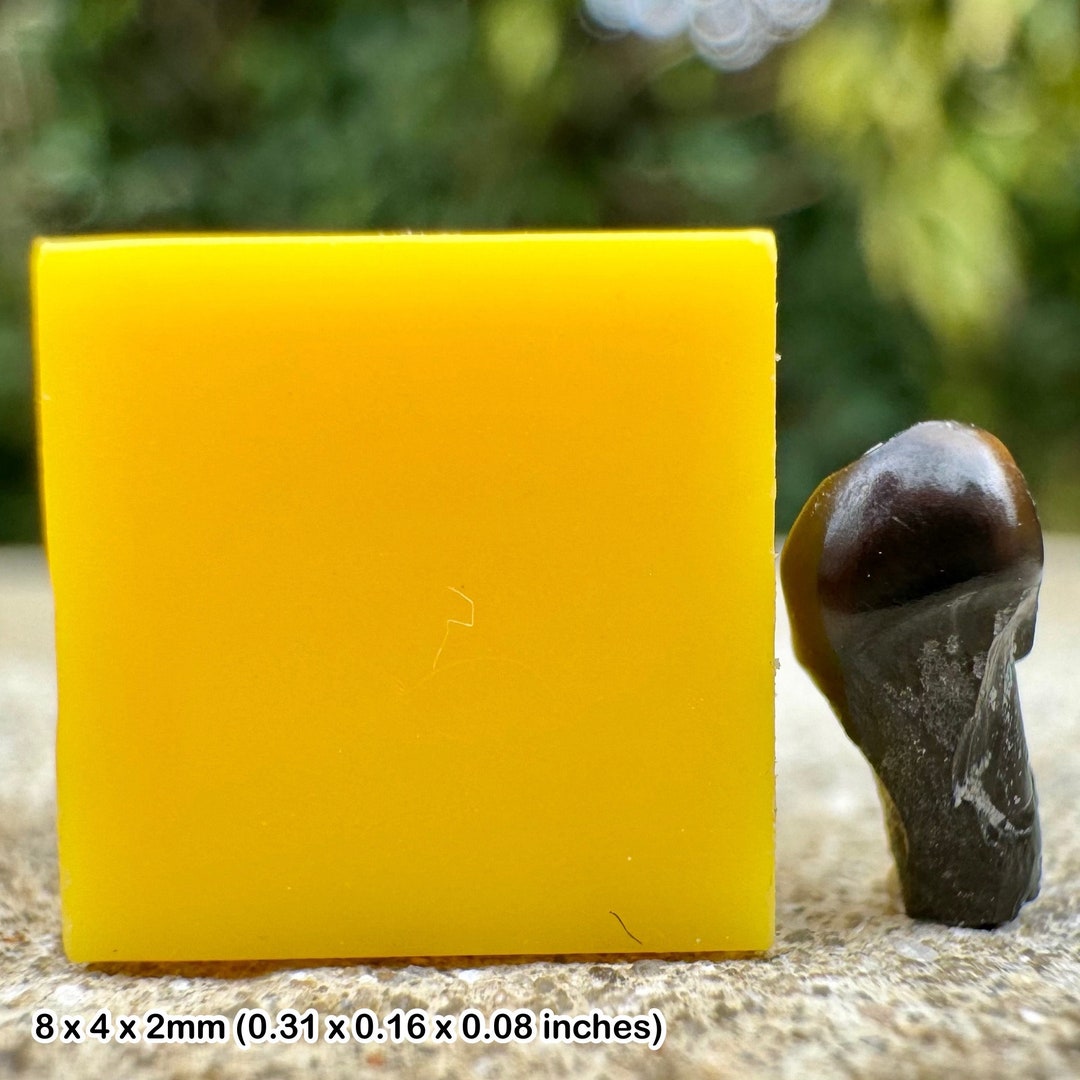 Rare Pycnodont Fish Tooth Fossil, Bathonian Jurassic, White Limestone ...