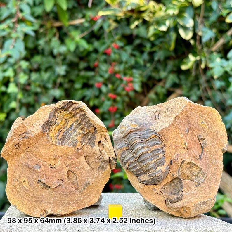 Rare Diacalymene Trilobite Nodule Fossil W/ Positive & Negative Halves ...