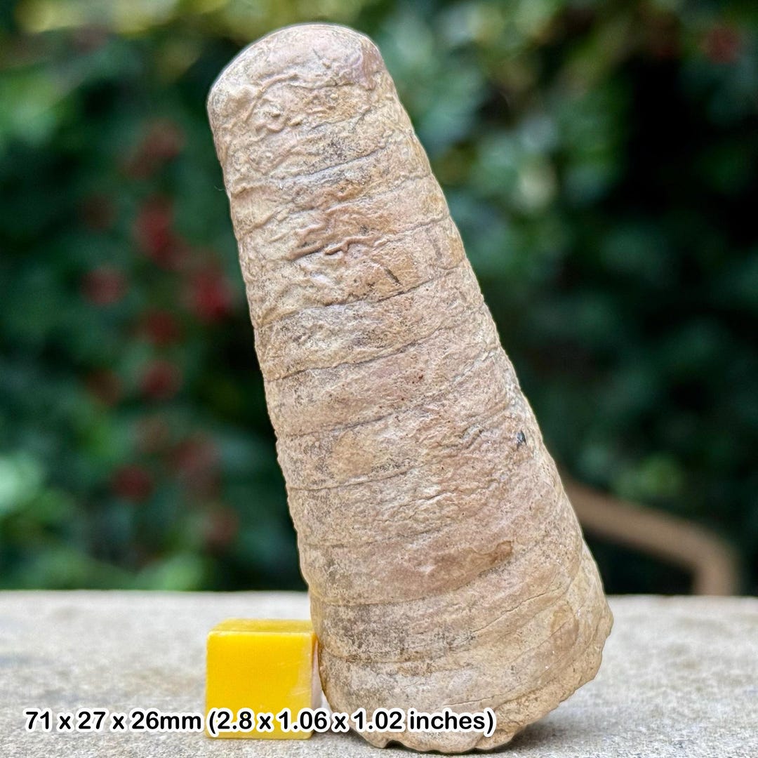 Large Fossil Belemnite Phragmocone, Jurassic Beacon Limestone ...