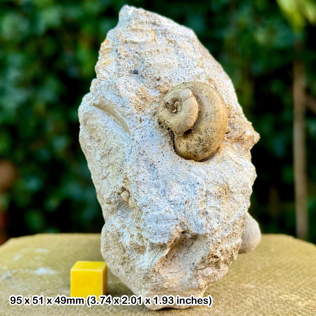 Rare Cretaceous Gastropod Fossil Turrilites Acutus Zone, Coa, Snowdon ...