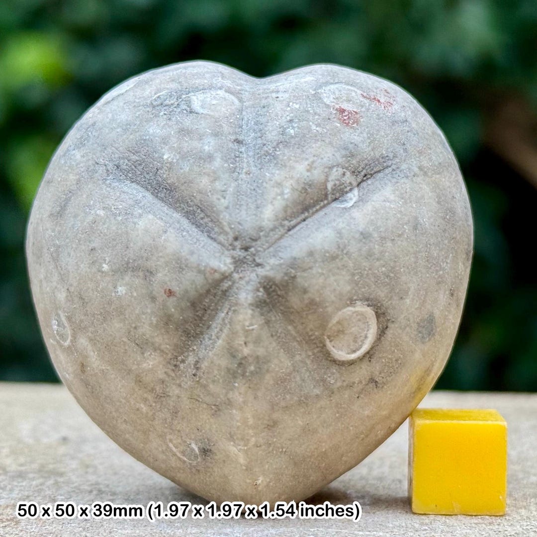 Rare Micraster Mengandi Fossil Echinoid – Campanian, Cretaceous – Cabo ...