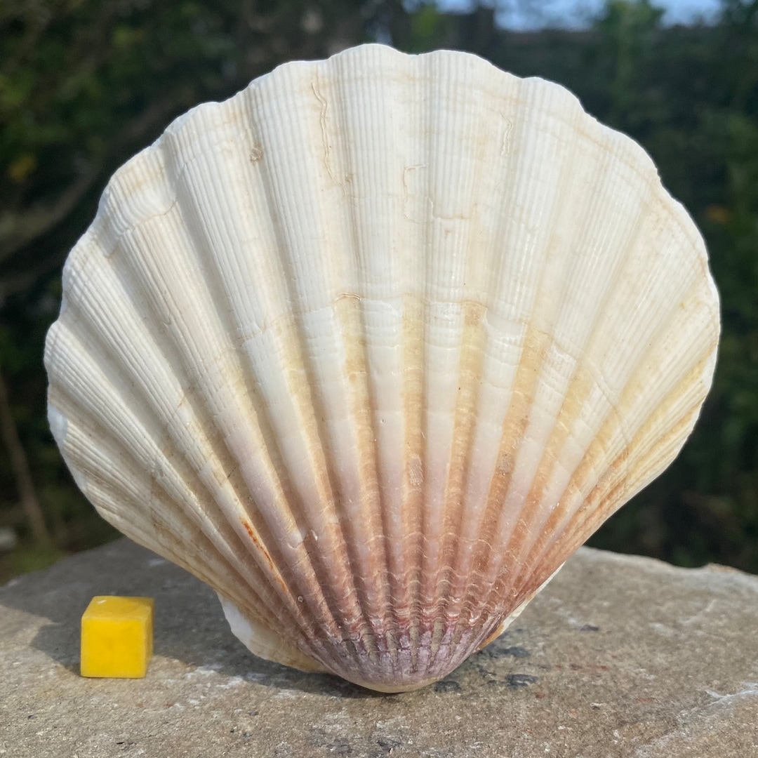 Genuine British Beach Scallop Seashell Pecten Maximus Linne - Etsy