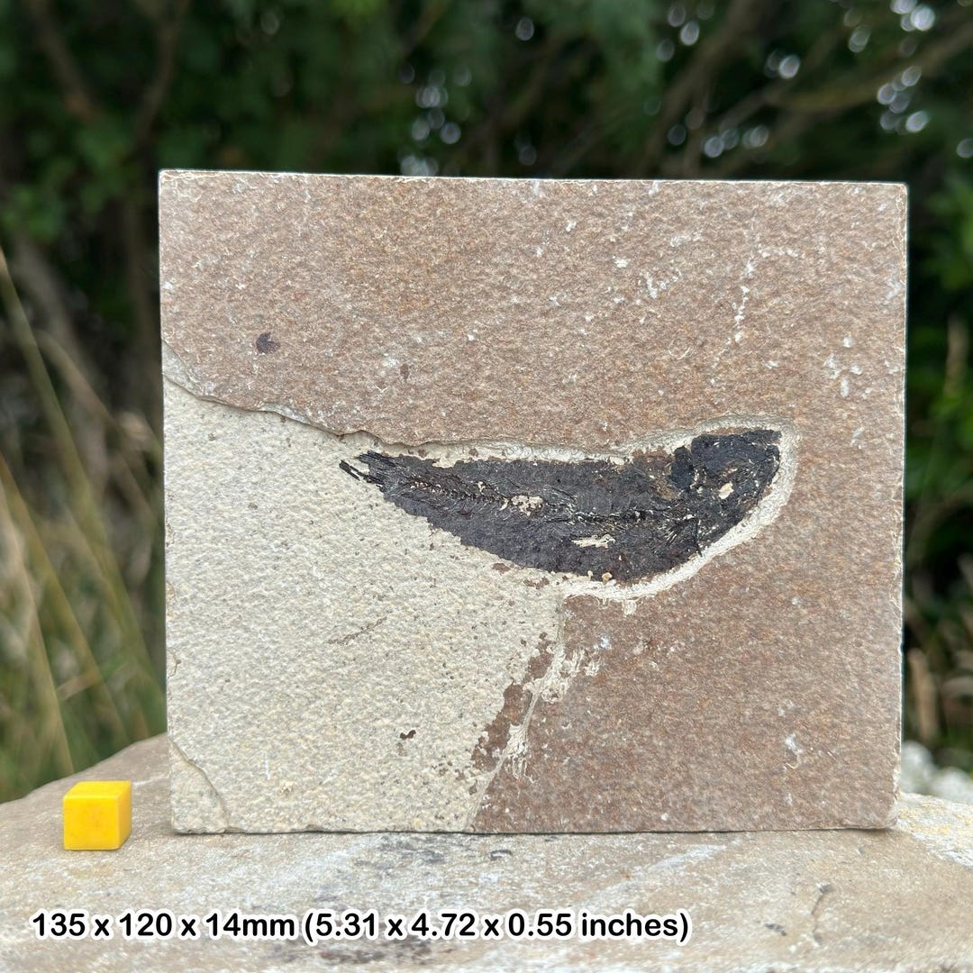 Knightia Alta Fossil Fish in Matrix – Genuine Eocene Specimen From Usa ...