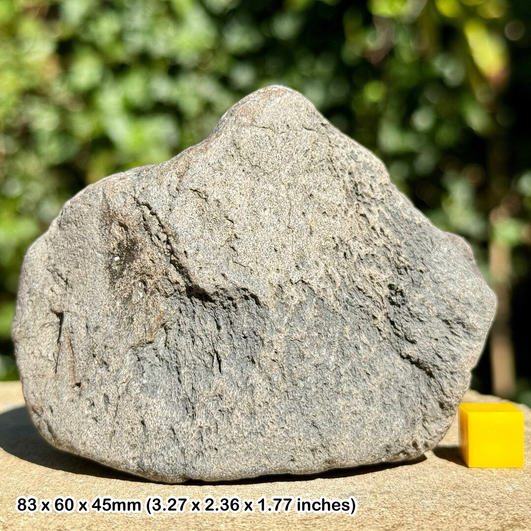 Exceptional Pliosaur Partial Humerus Fossil Jurassic Kimmeridge Clay ...