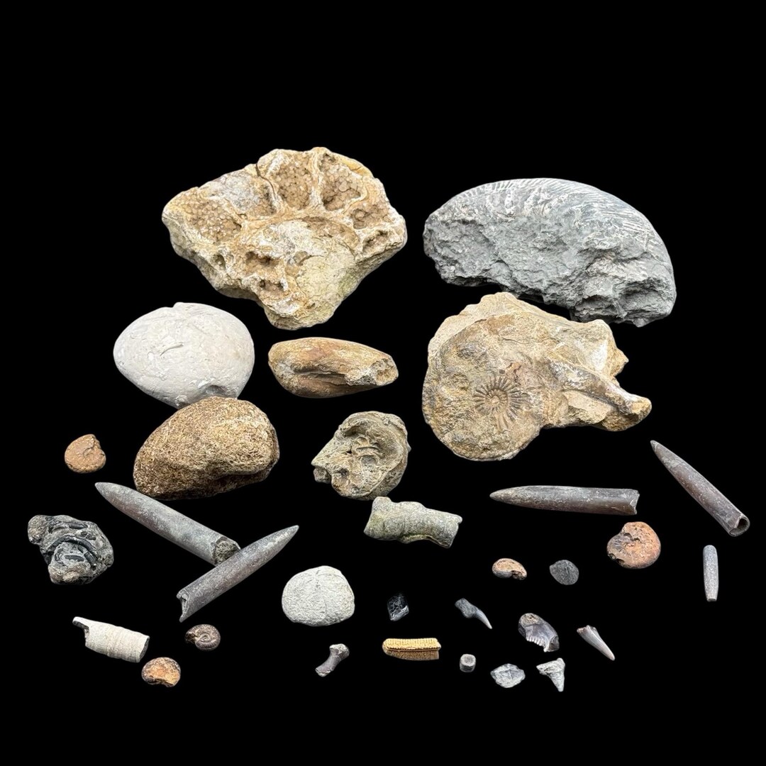 1kg British Jurassic Fossil Mix – 31 X Genuine Fossils From Dorset ...