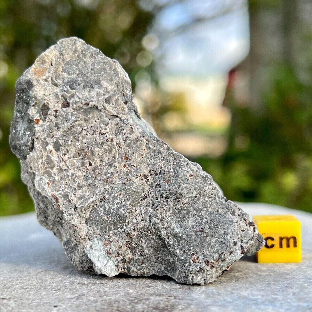 Fossil Bone Bed - Unique Sedimentary Specimen, Available From a Uk ...