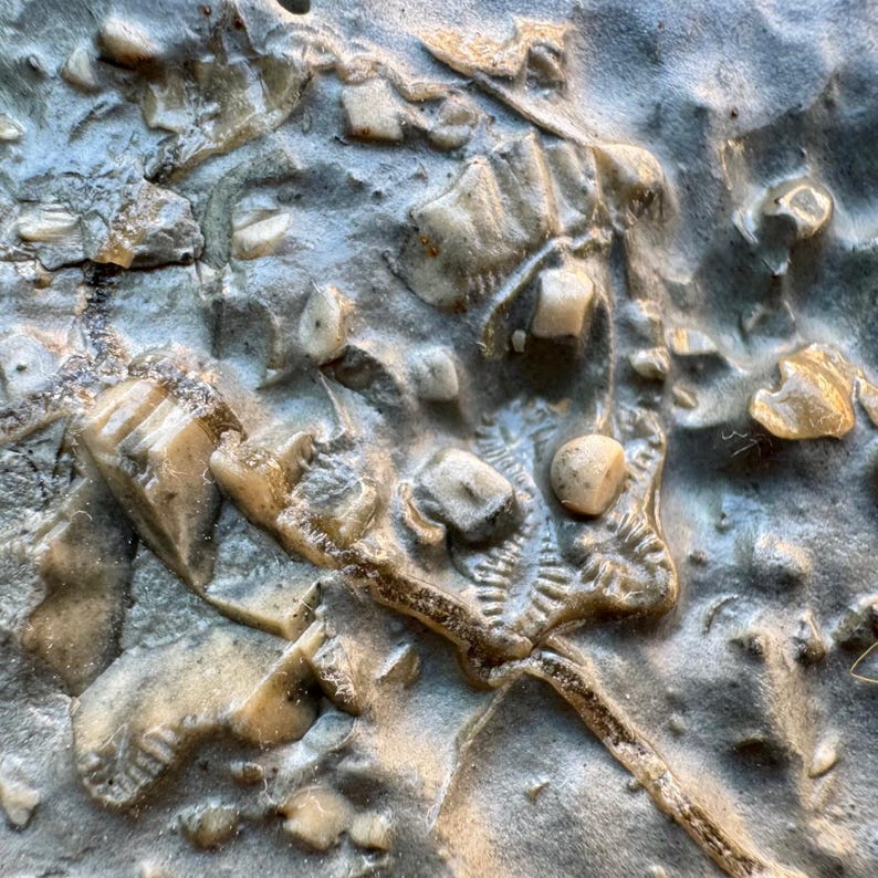 Pentacrinites Crinoid Star Slab Fossil | Jurassic Coast | Genuine ...
