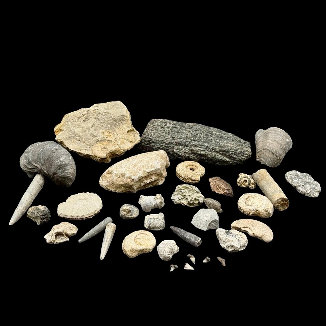 British Jurassic Fossil Mix 1kg 33 X Specimens Dorset Somerset Uk ...