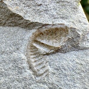 Rare British Trilobite ogyginus Fossil Partial Impression Ordovician ...