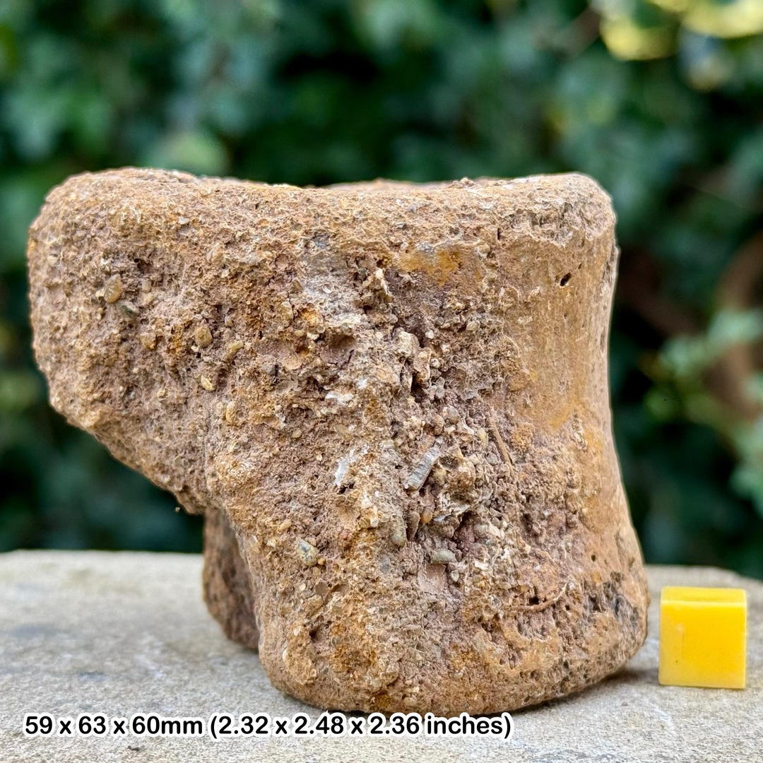 Rare Plesiosaur Vertebra Centrum Bone Fossil – Jurassic, Kimmeridgian ...