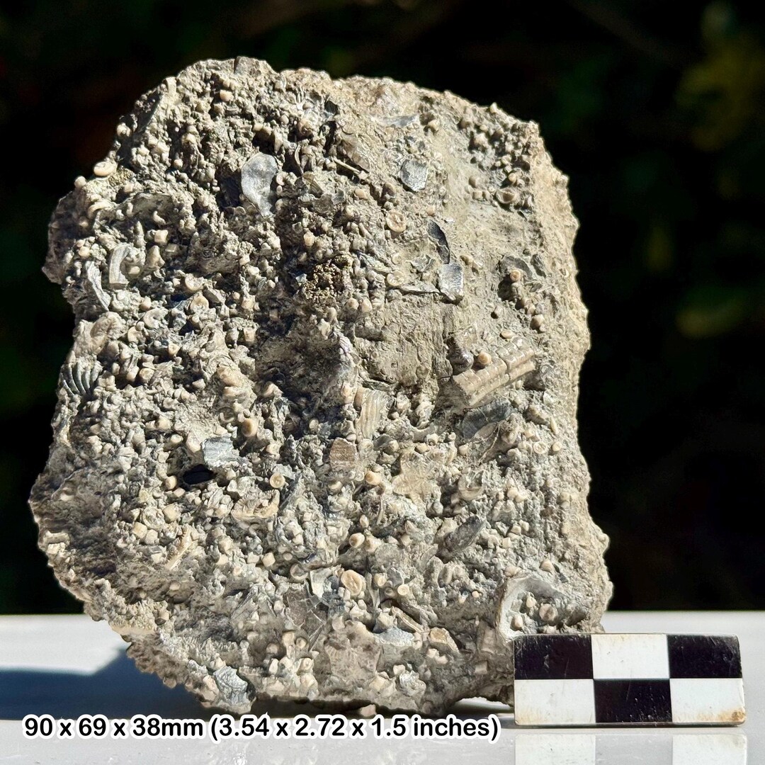 Mass Crinoid and Shell Death Bed Fossil Air Abrasion Etched Blue Lias ...