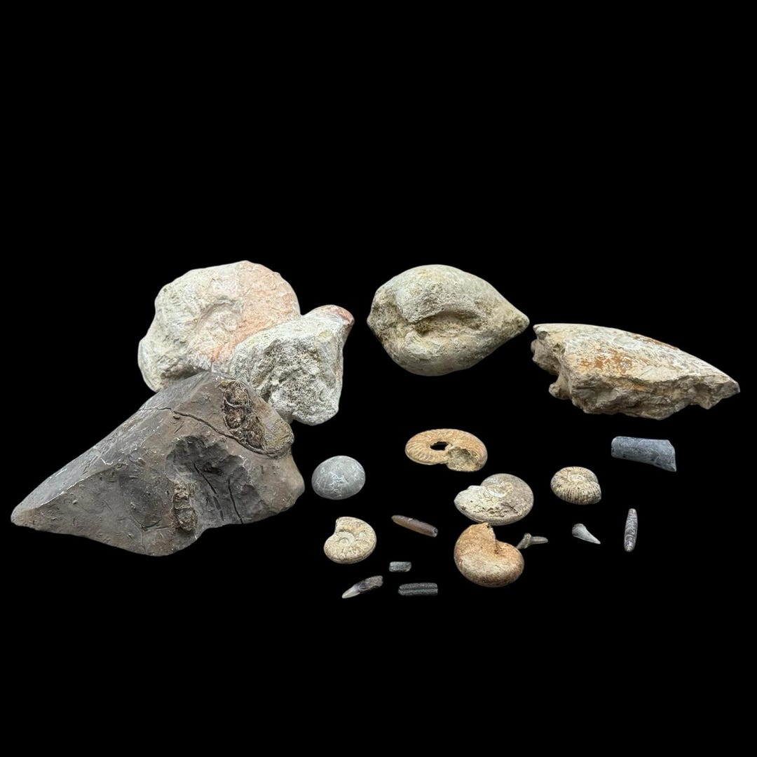1kg British Fossil Mix X 18 | Jurassic Dorset & Somerset Fossils ...