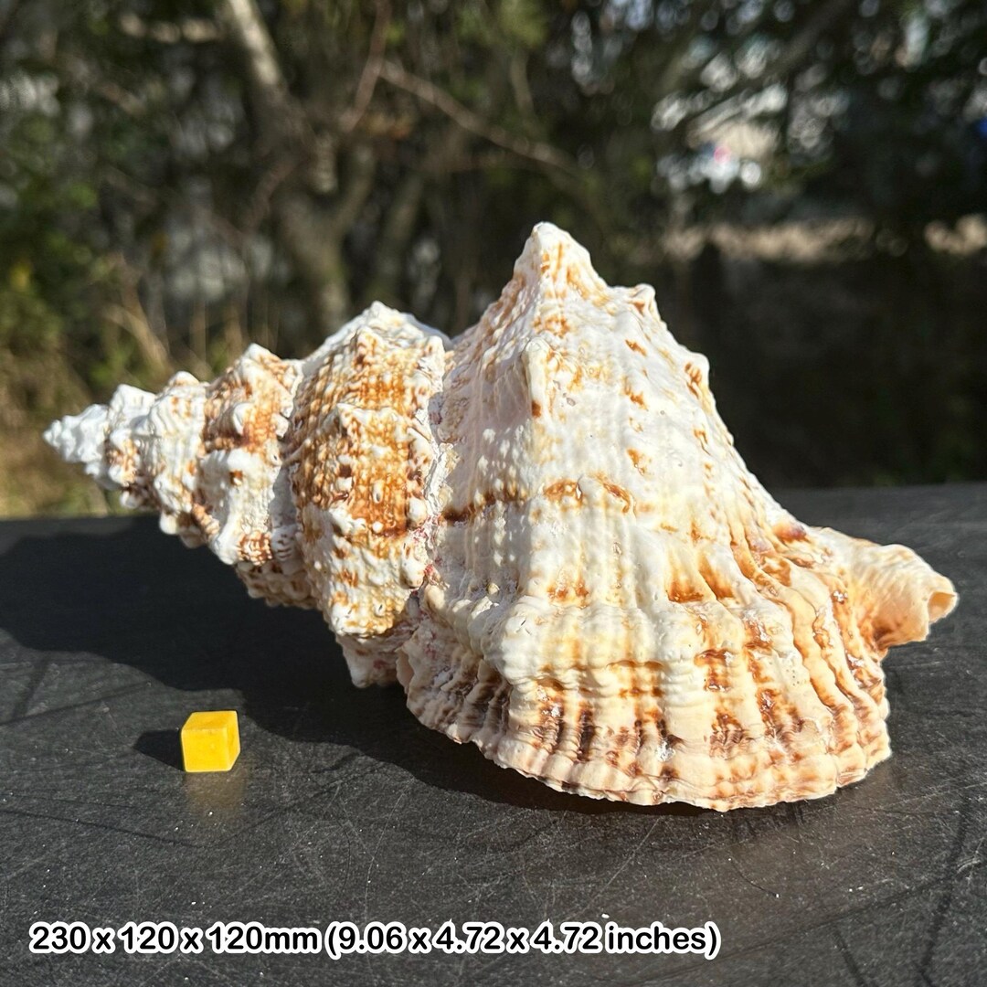 Certified Giant Bursa Bubo Frog Seashell - Genuine Specimen - Etsy