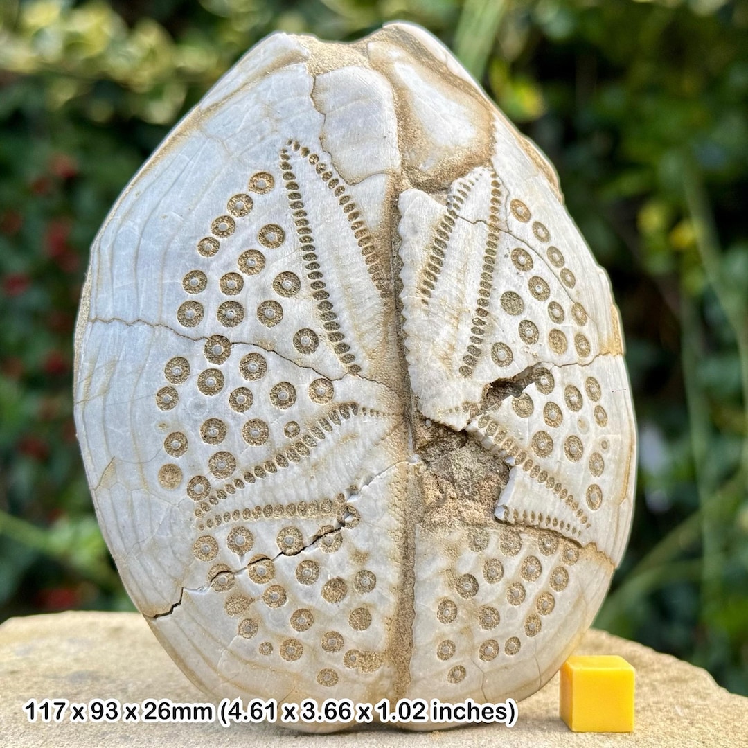 Genuine Giant Echinoid Fossil dendraster Miocene Era West Java ...