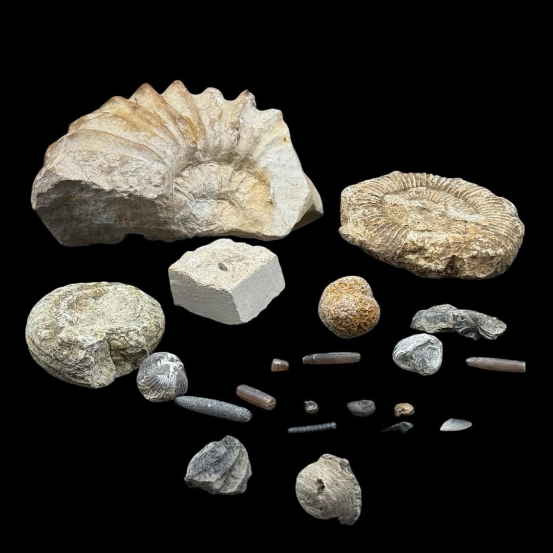 1kg British Fossil Mix X 21 | Jurassic Dorset & Somerset Fossils ...