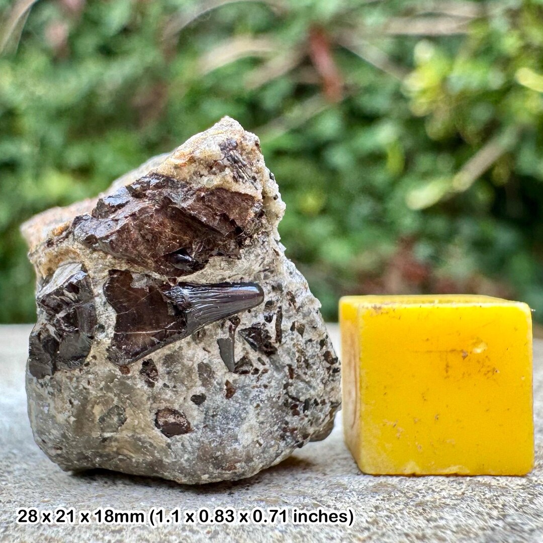Large Fossil Severnichthys Fish Tooth Block Aust Cliff Bristol Westbury ...