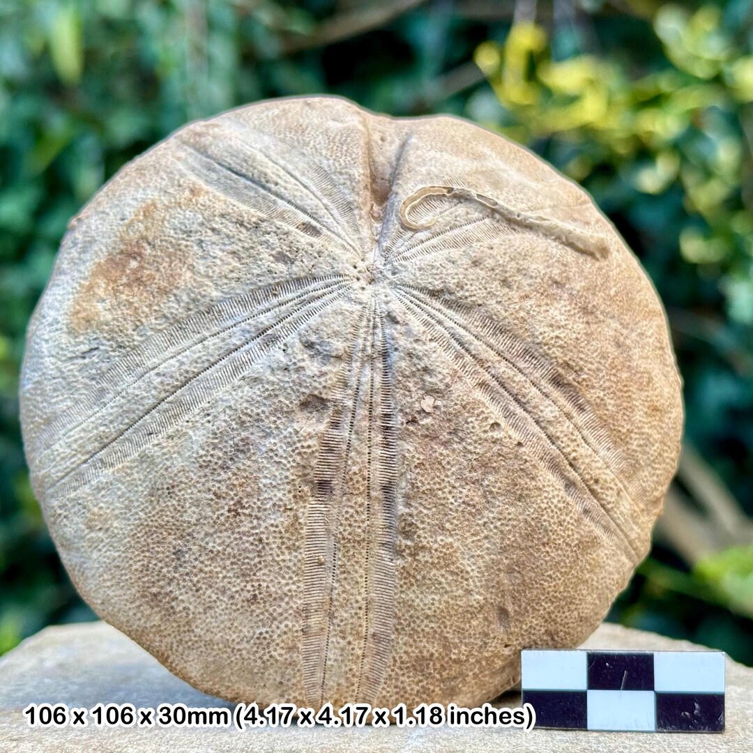 Clypeus Ploti Fossiler Echinoid Seeigel | jurassic clypeus grit ...