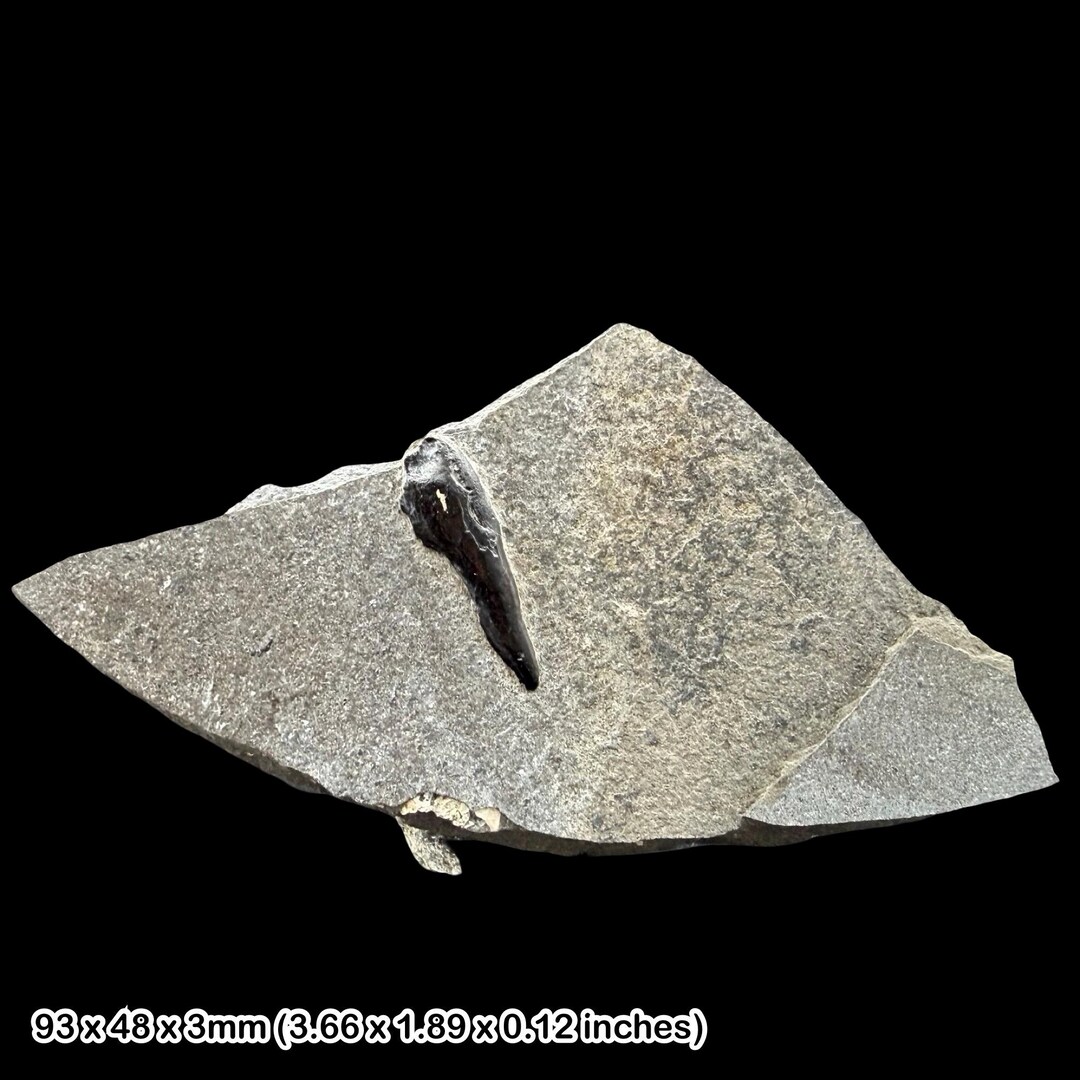 Rare Loligosepia Fossil Squid Watchet Somerset Uk Lower Jurassic Blue ...
