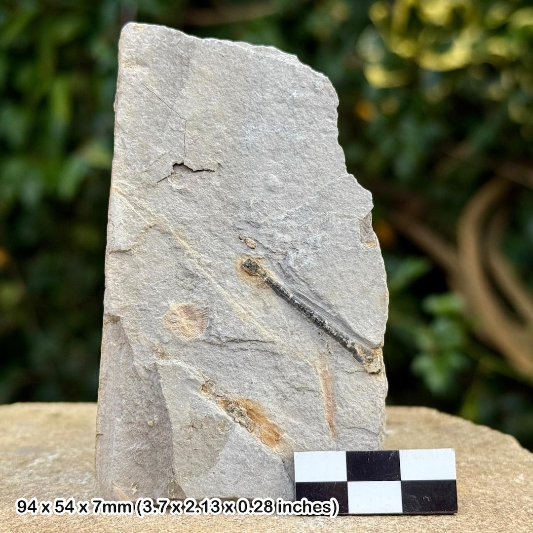 Rare Baculites Fossil Ammonite – Kossmatia Tenuistriata, Upper ...