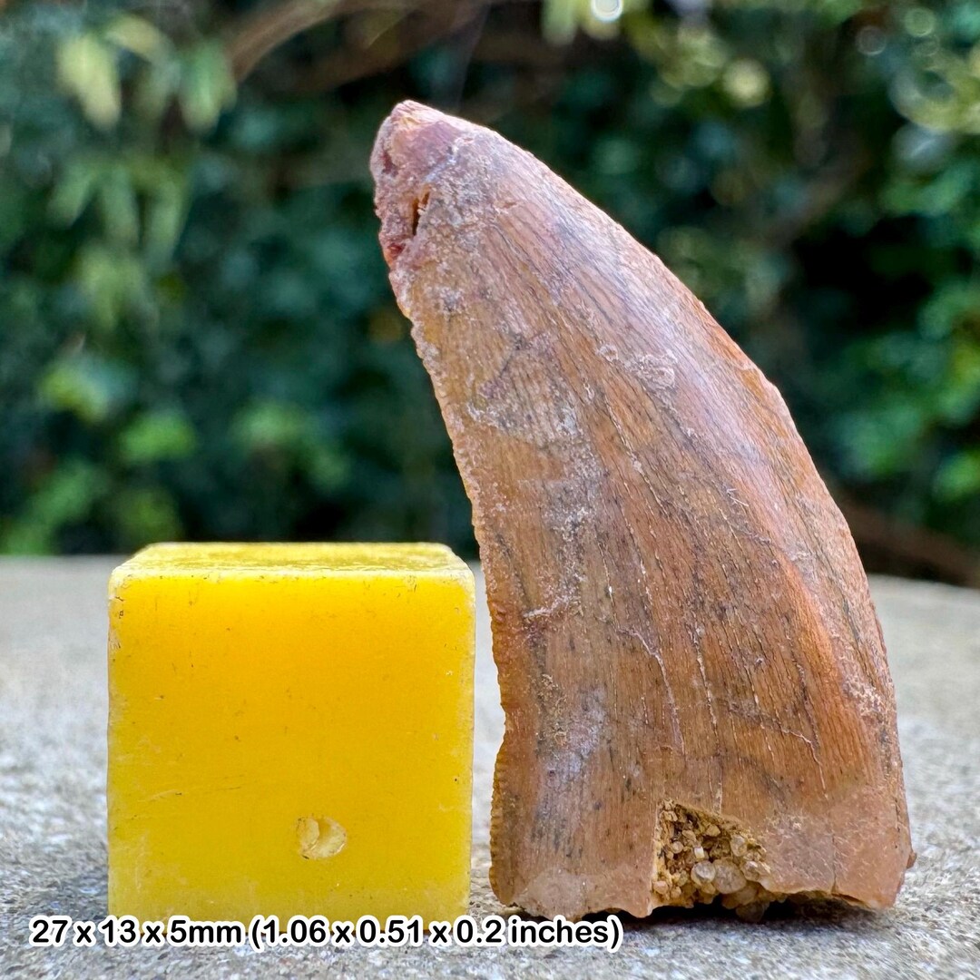 Deltadromeus Agilis Raptor Dinosaur Tooth Fossil | Cretaceous Kem Kem ...
